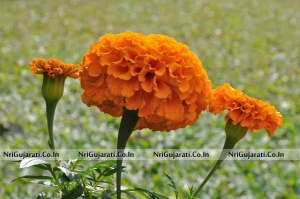 Which is State Flower of Gujarat India - Marigold (Galgota) Photos ...